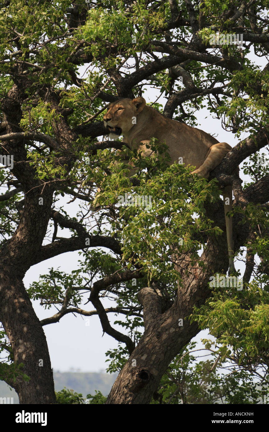 Female lion resting in a tree Stock Photo - Alamy
