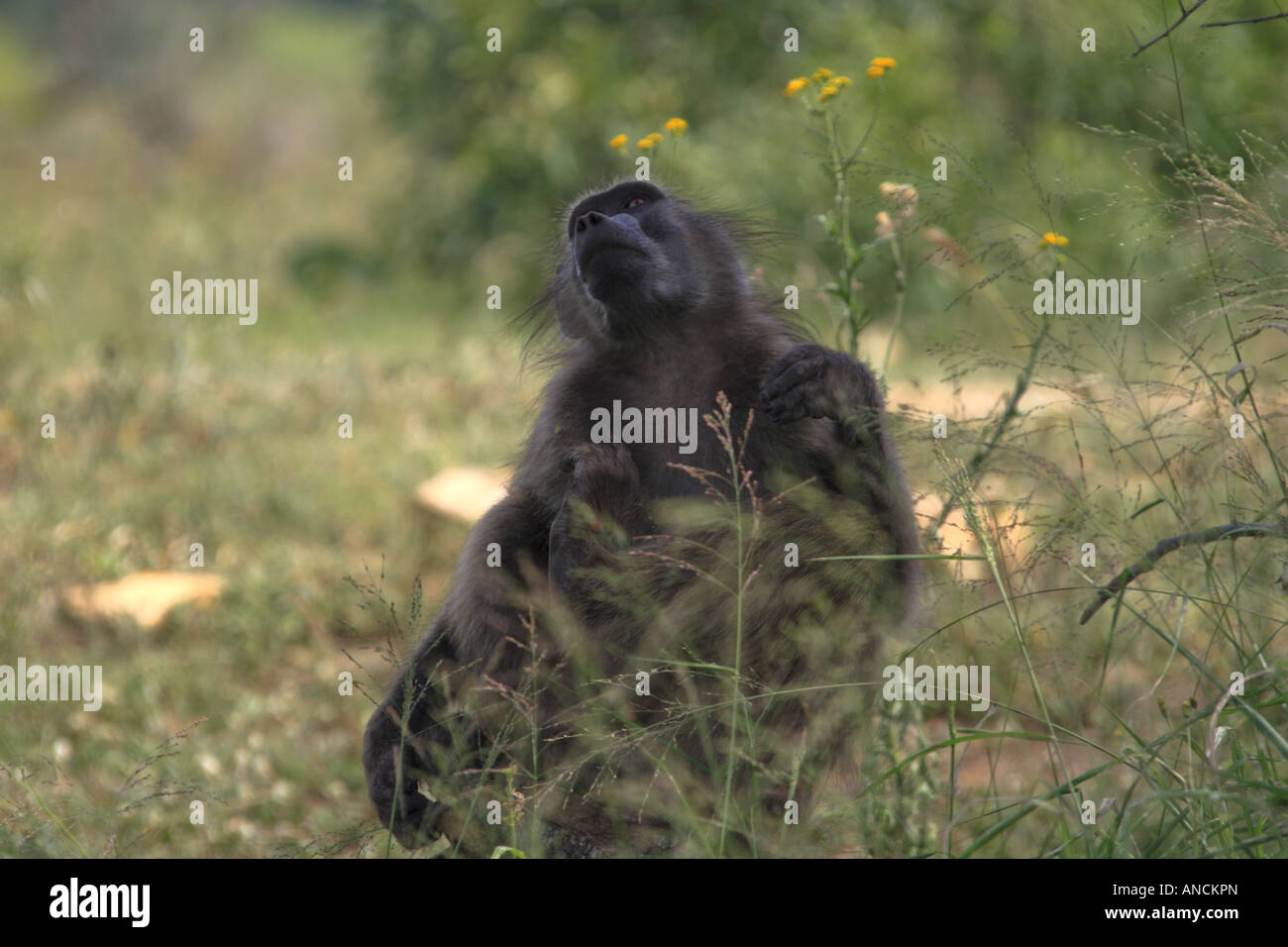 Baboon, looking up and showing a very human-like facial expression ...