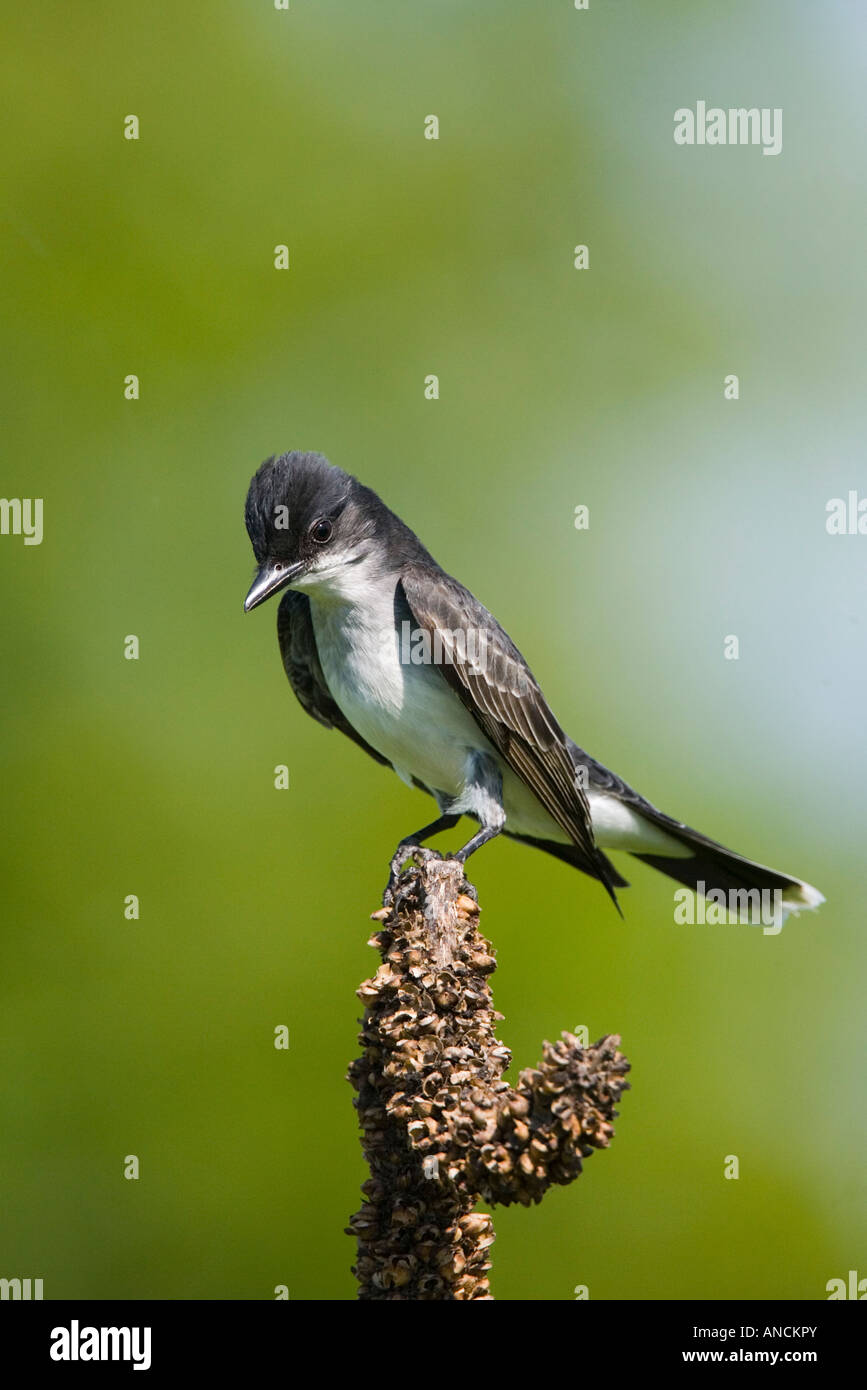 Eastern Kingbird Tyrannus tyrannus southern Illinois United States 21 ...