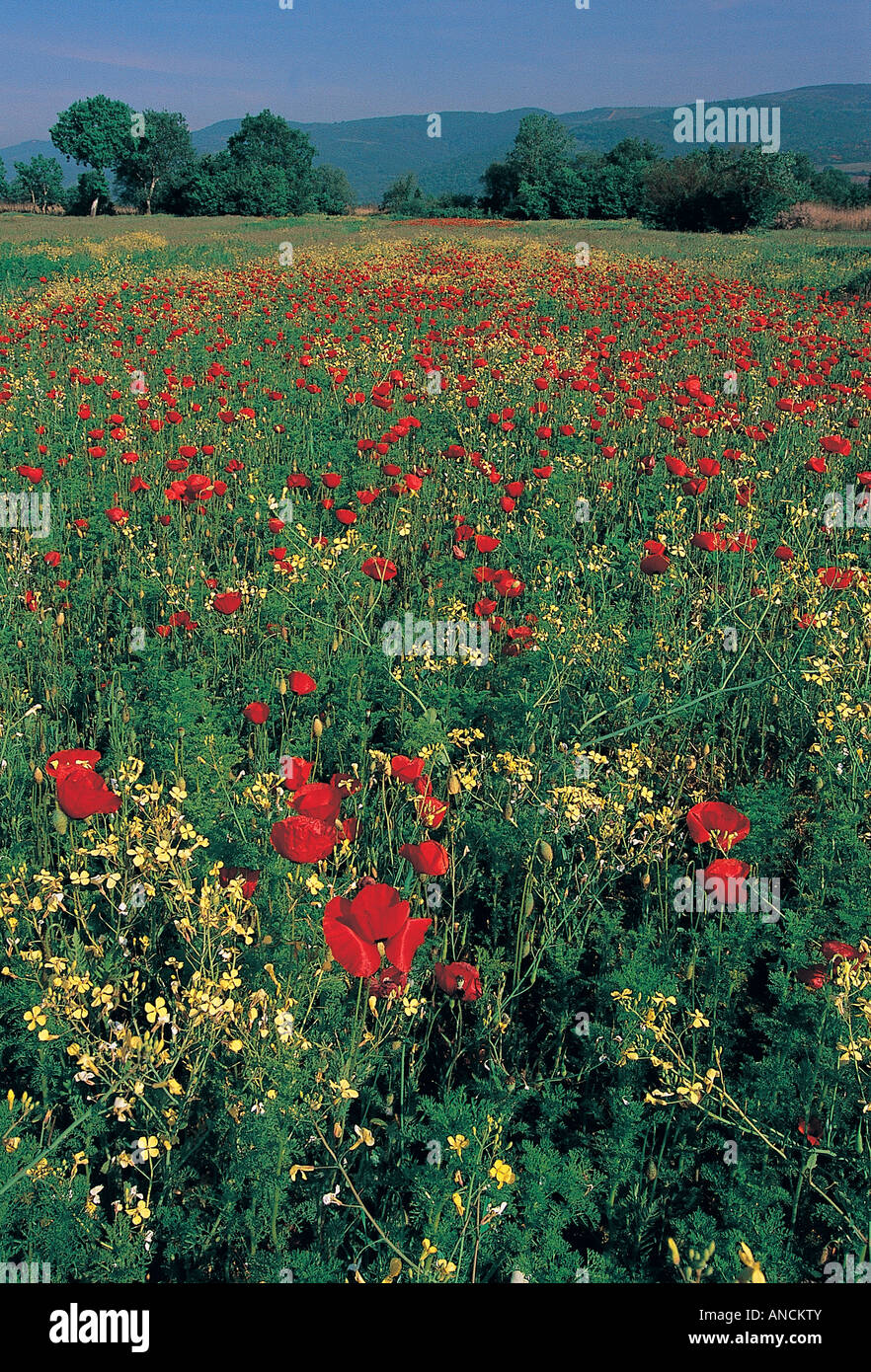 Spring in turkey hi-res stock photography and images - Alamy