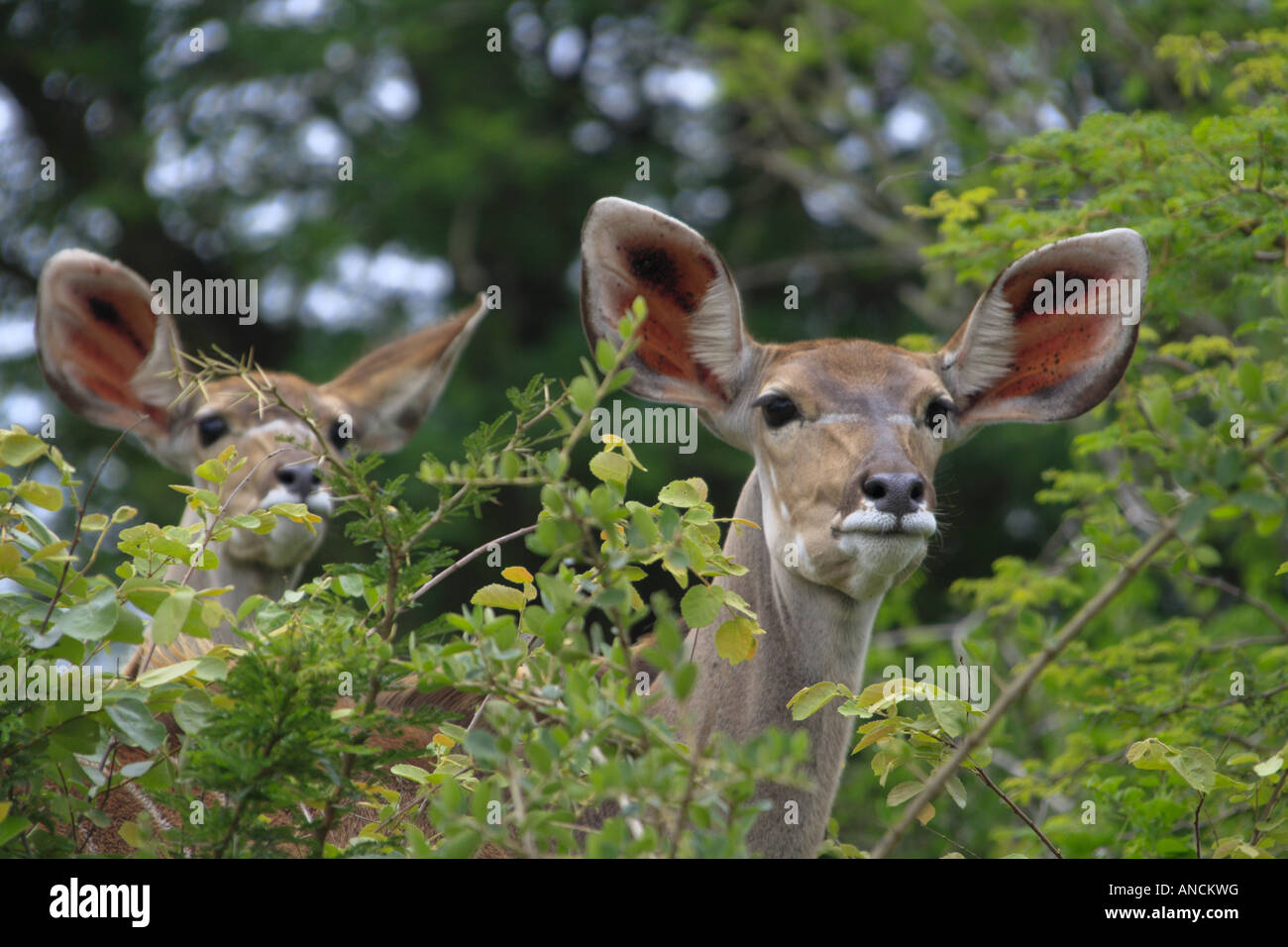Alert kudu females Stock Photo - Alamy