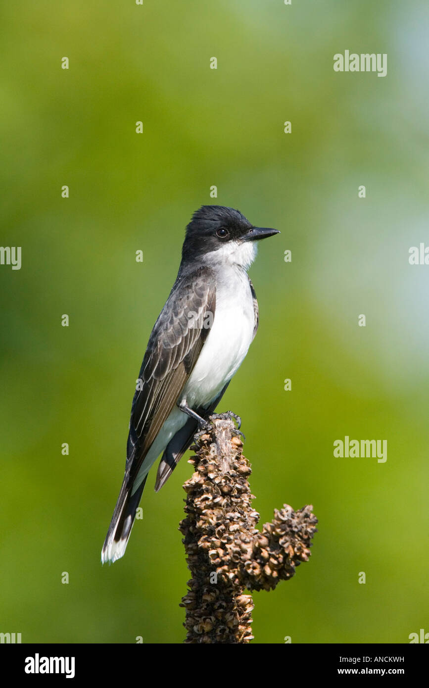 Adult eastern kingbird hi-res stock photography and images - Alamy