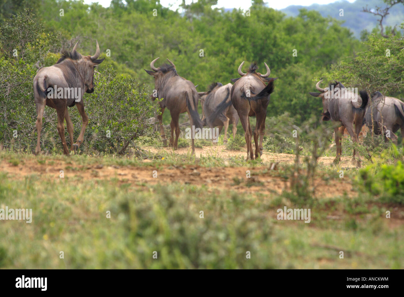 Wildebeest herd running Stock Photo - Alamy