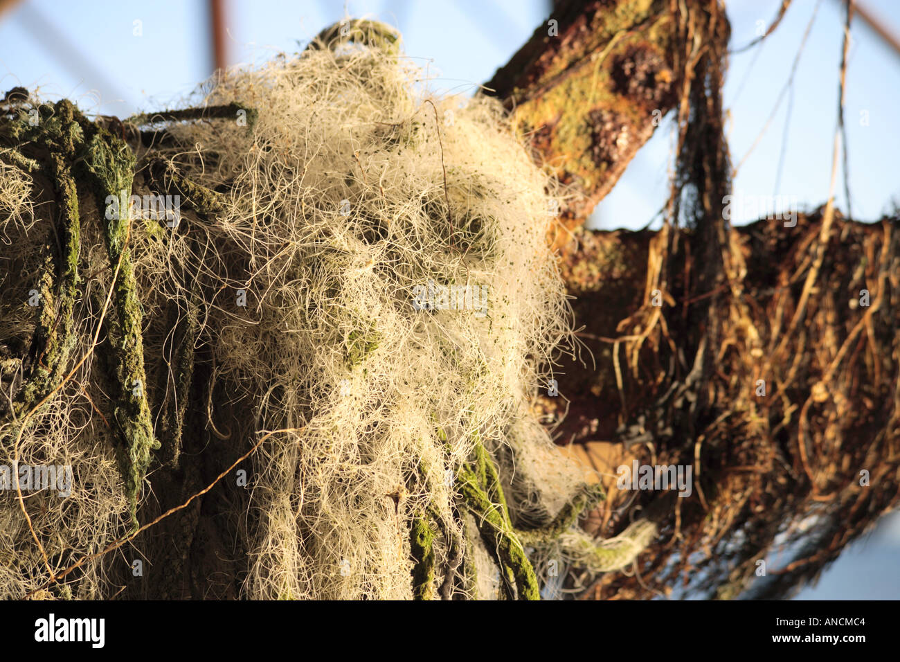 Fishnet lichen hi-res stock photography and images - Alamy