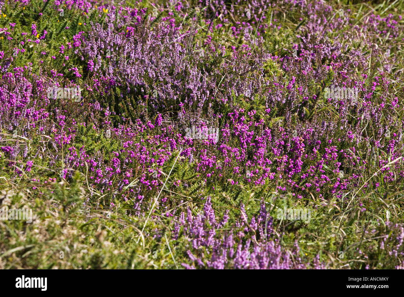 Purple heather moorland hi-res stock photography and images - Alamy