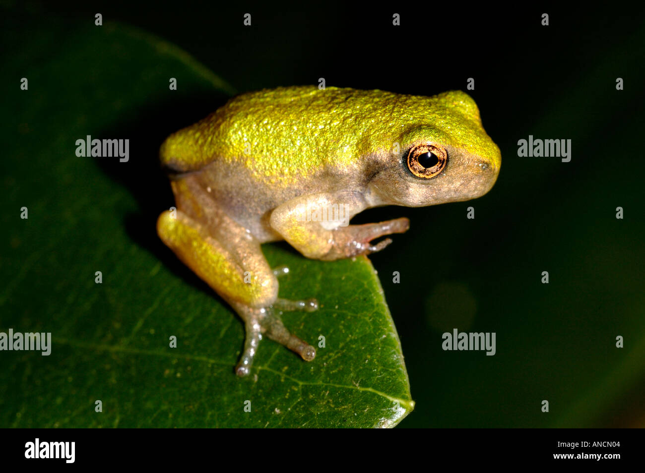 Gray Treefrog tree frog Hyla versicolor juvenile about to jump Stock ...