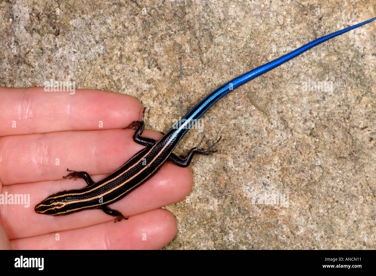 Five lined skink Eumeces fasciatus on a person s hand Stock Photo - Alamy