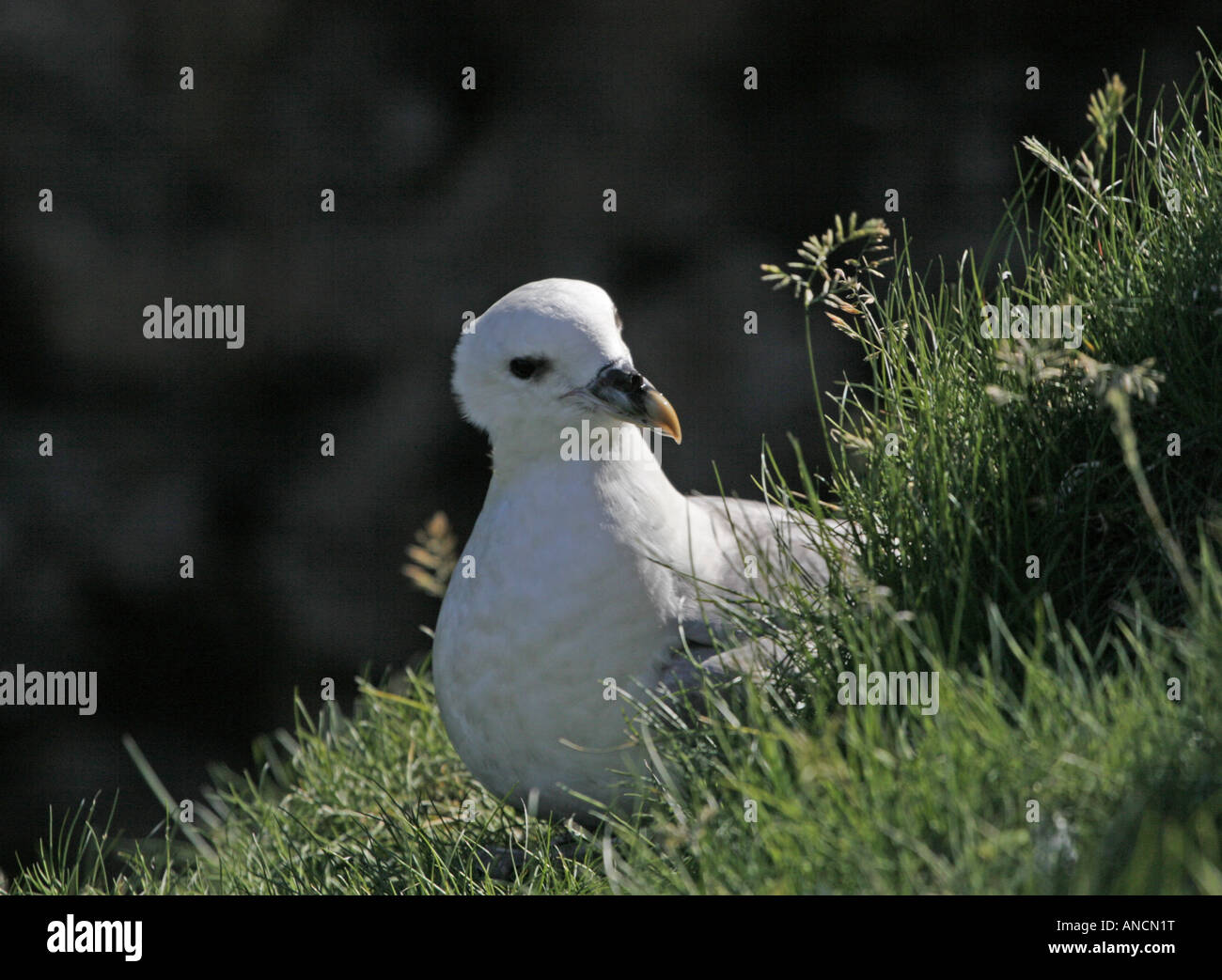 Fulmer hi-res stock photography and images - Alamy