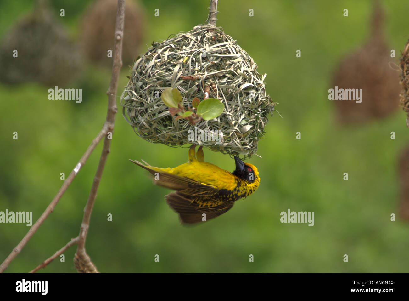 Village weaver hi-res stock photography and images - Alamy