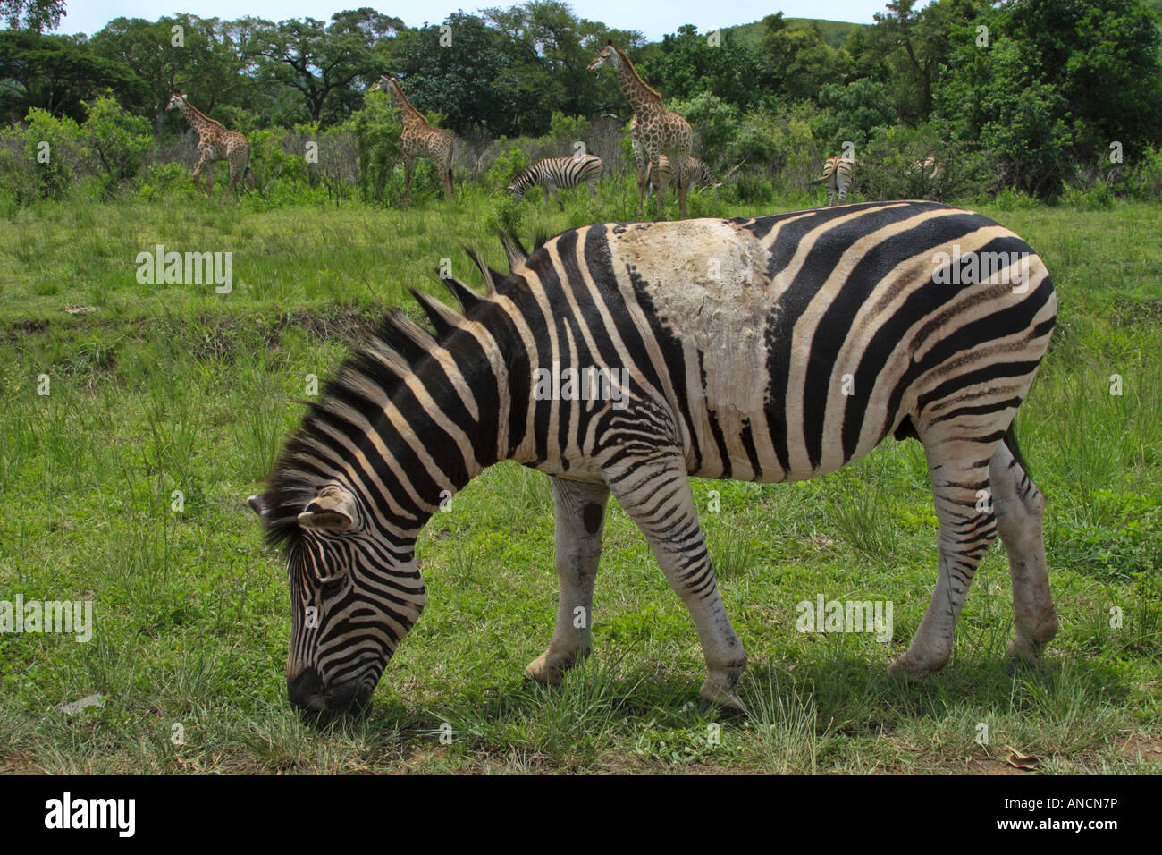 Sick zebra hi-res stock photography and images - Alamy