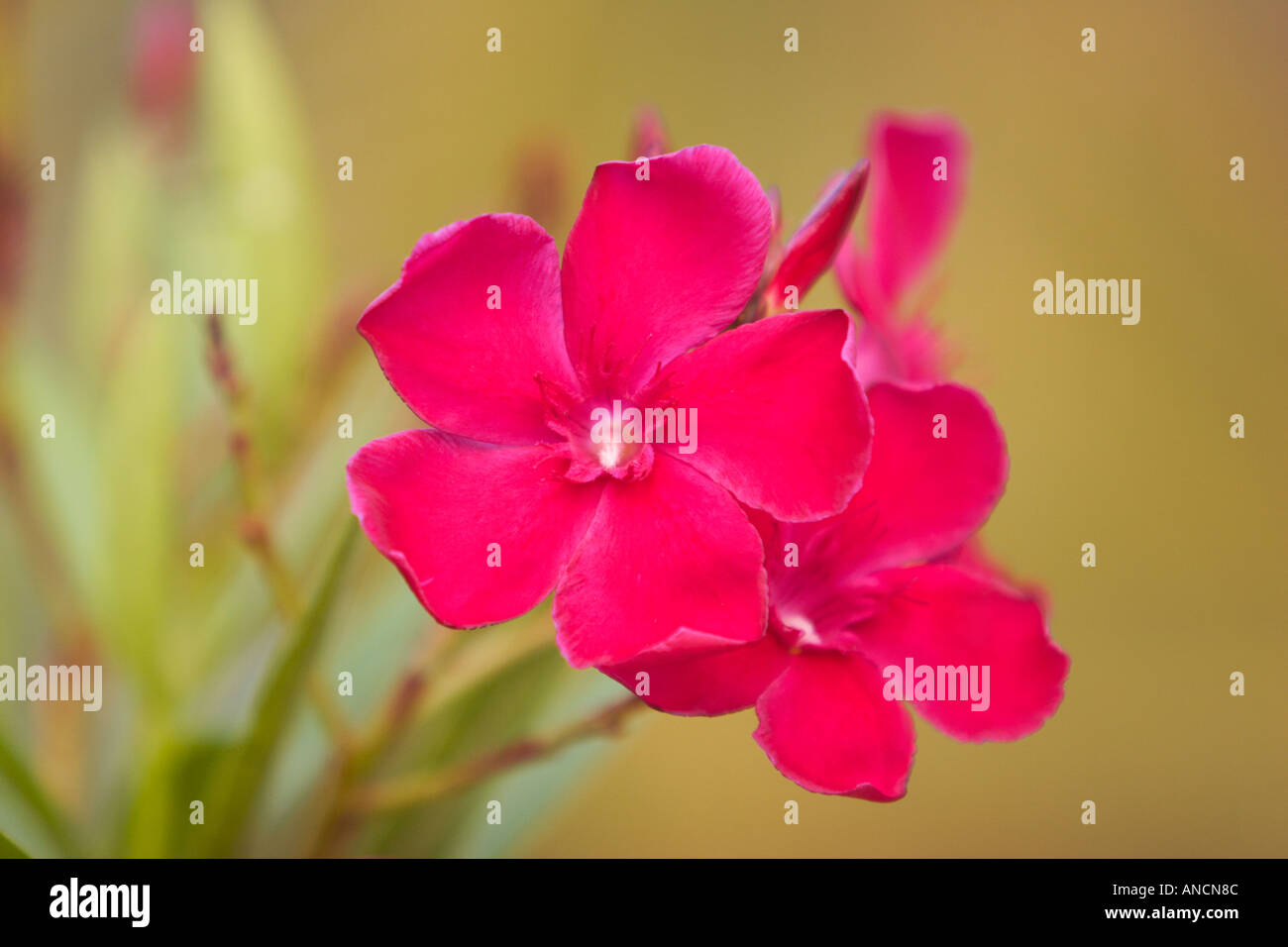 Oleander nerium oleander greece europe hi-res stock photography and ...
