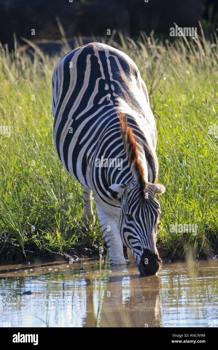 Zebra at Hluhluwe Stock Photo - Alamy