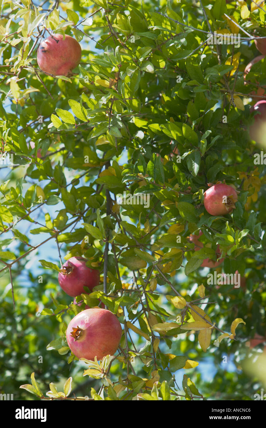 Pomegranate tree with fruits. Corfu island, Greece Stock Photo - Alamy