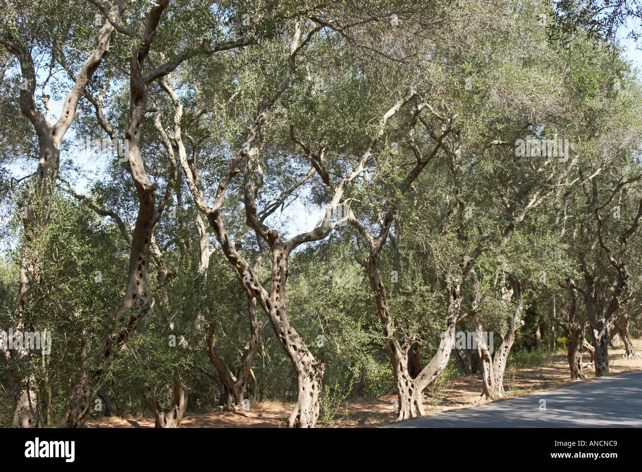 Olive trees. Corfu island, Greece Stock Photo - Alamy