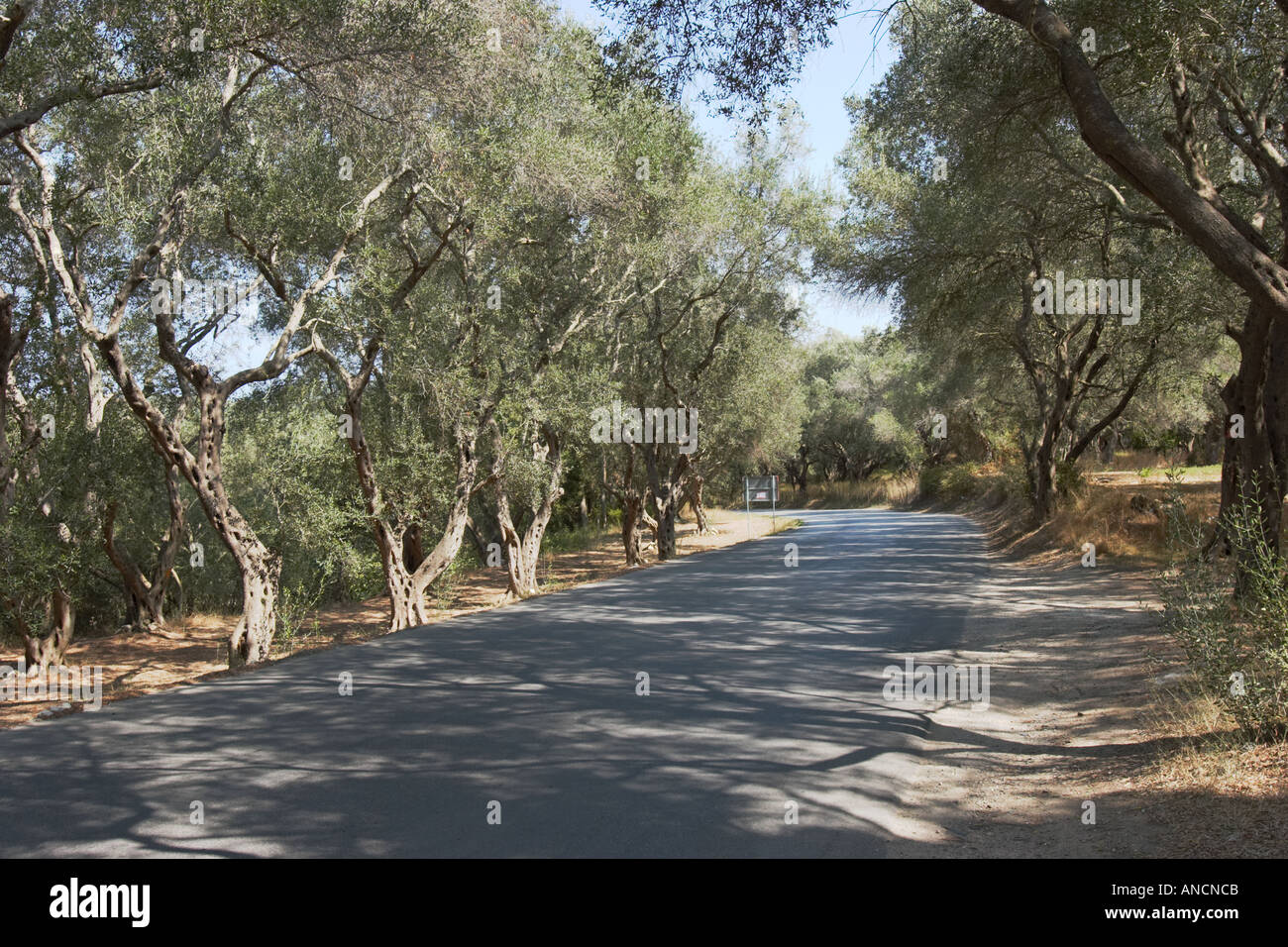 Olive trees lining the road. Corfu island, Greece Stock Photo - Alamy