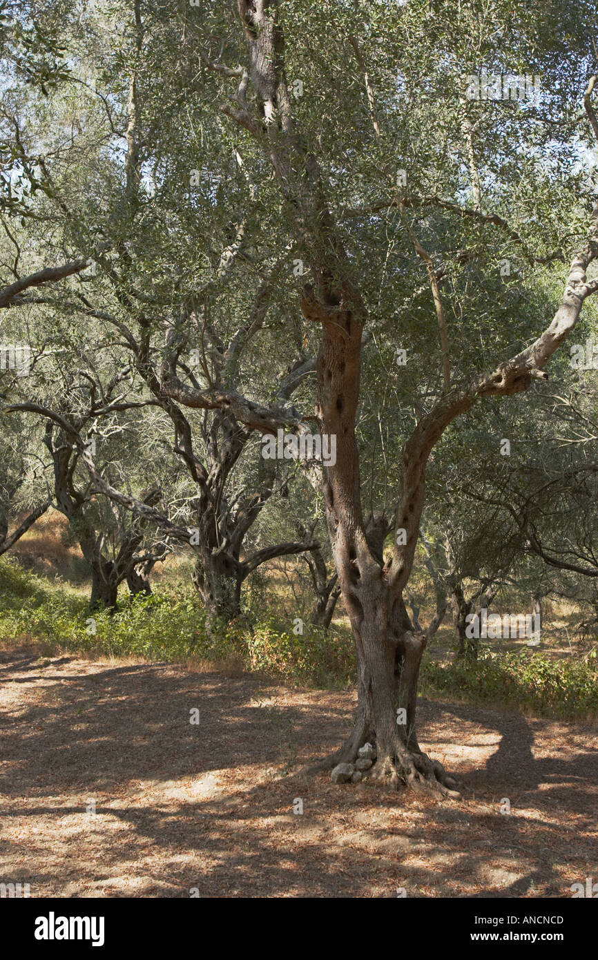 Olive trees garden leaves mediterranean hi-res stock photography and ...