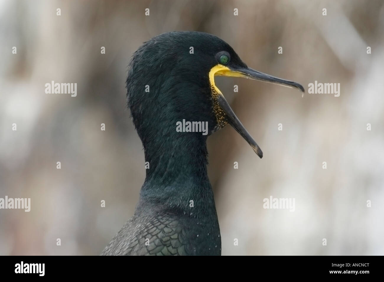 Shag head with open bill Stock Photo - Alamy