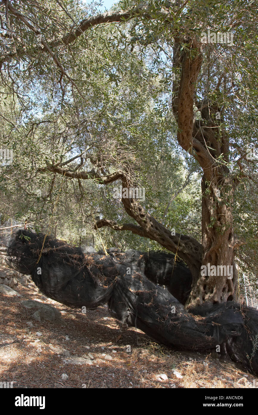 Old olive tree. Corfu island, Greece Stock Photo - Alamy