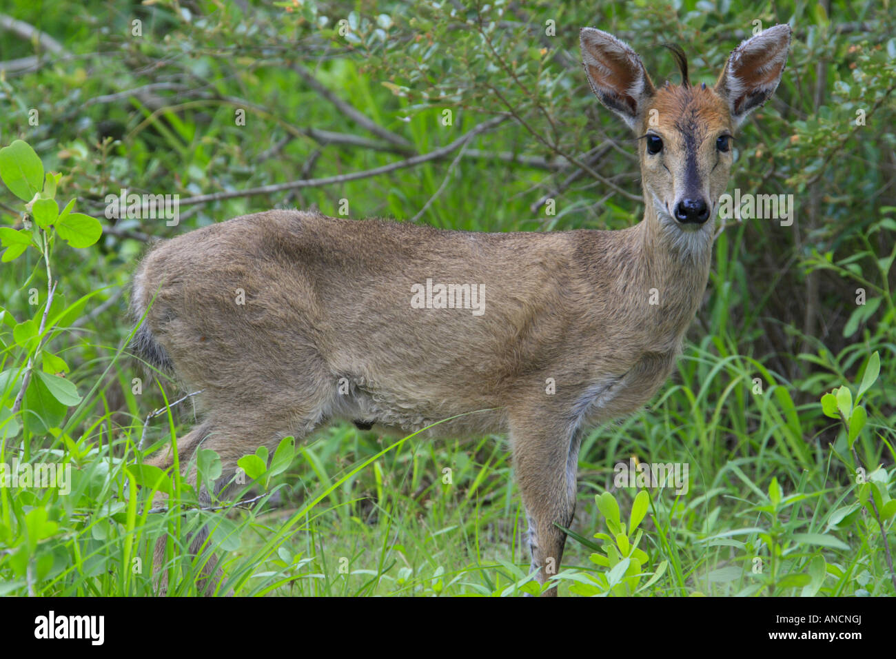 Grey Duiker, still wet from the morning rains Stock Photo - Alamy