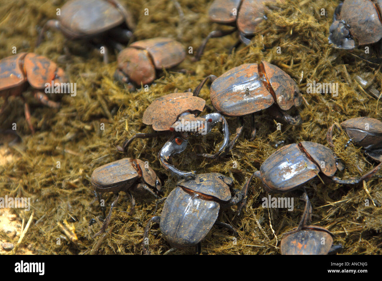 Beetles outside hi-res stock photography and images - Alamy