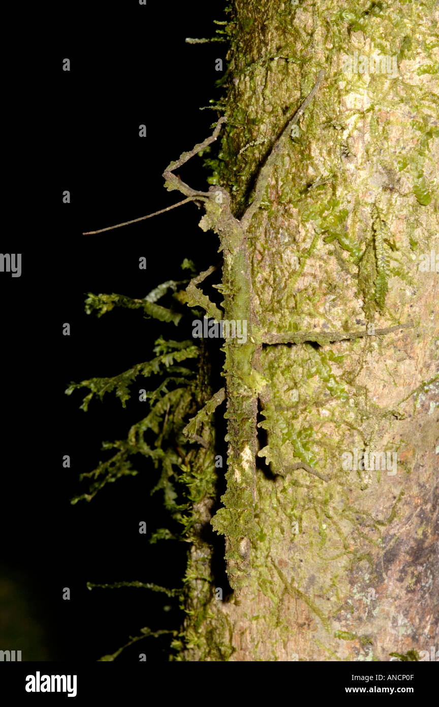 Moss mimic walking stick hi-res stock photography and images - Alamy