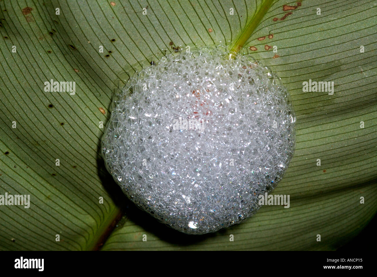 Spittle bug froth hi-res stock photography and images - Alamy