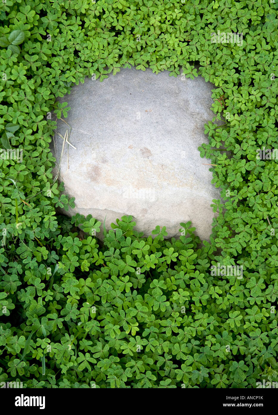 Rock surrounded by plants Stock Photo - Alamy