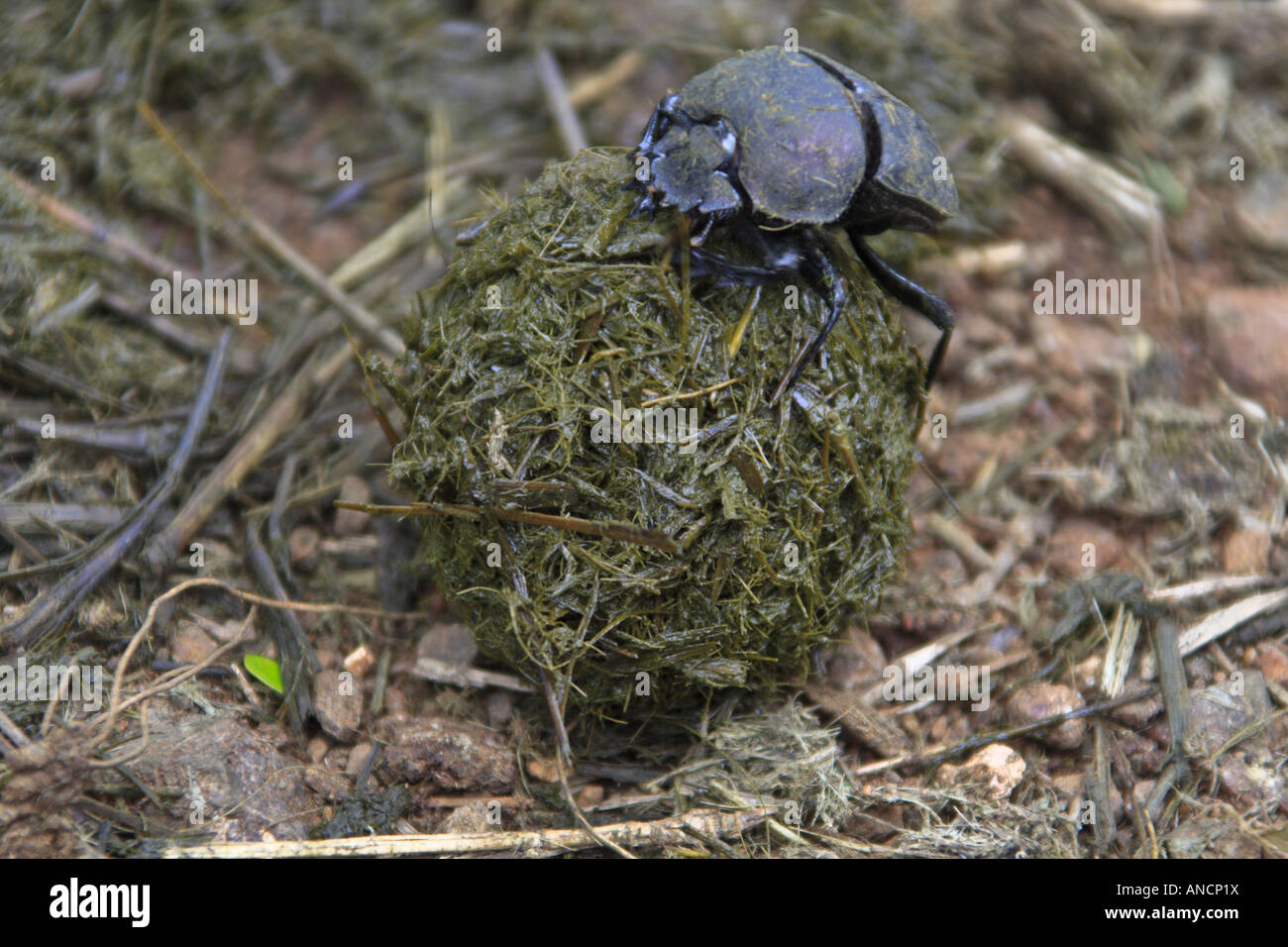 Dung beetle at work Stock Photo - Alamy