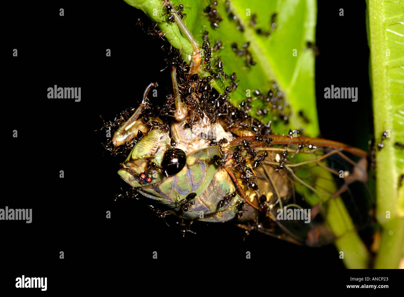 Cicada being consumed by a swarm of army ants Stock Photo - Alamy