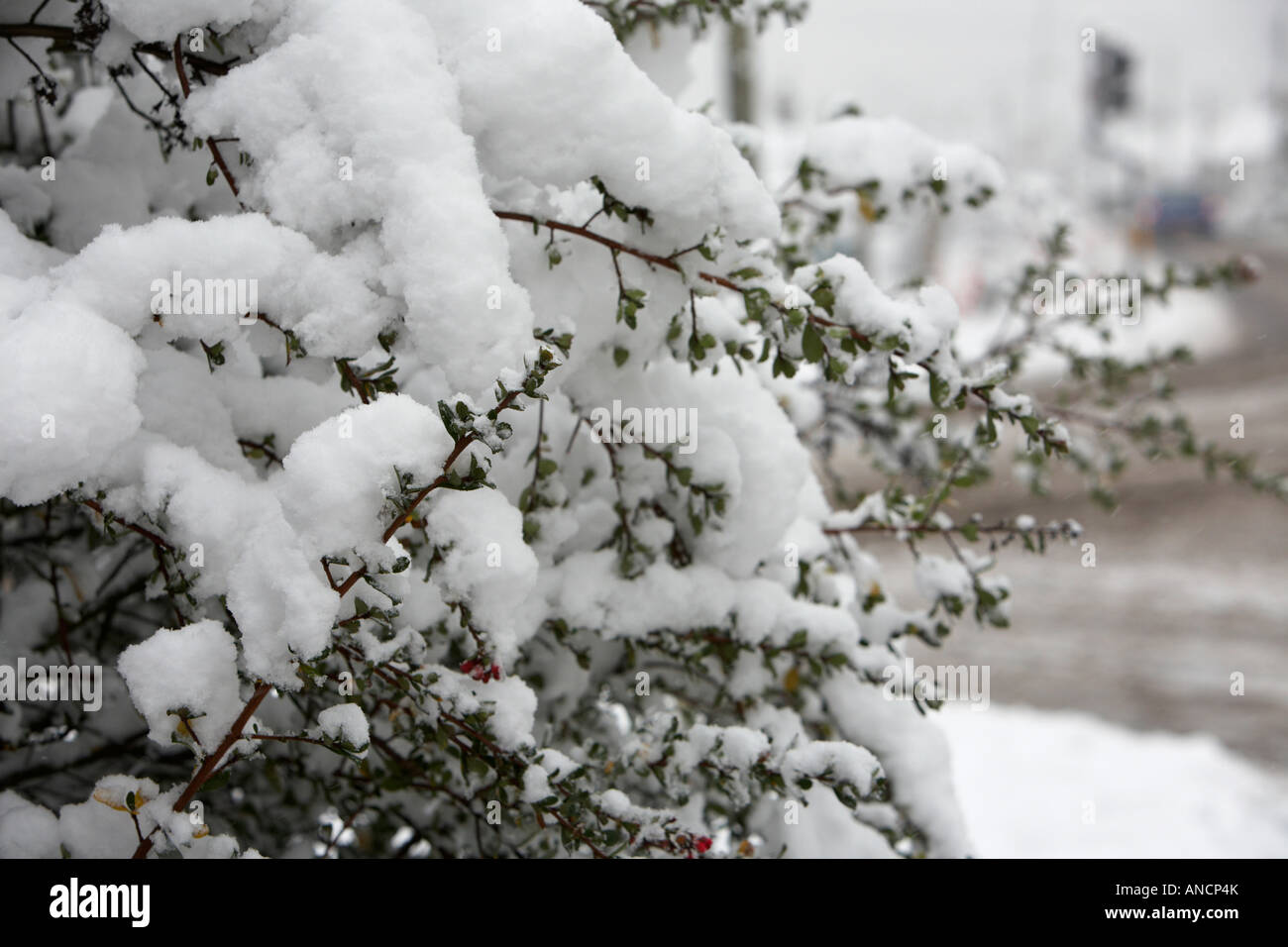 Evergreen hedge with snow hi-res stock photography and images - Alamy