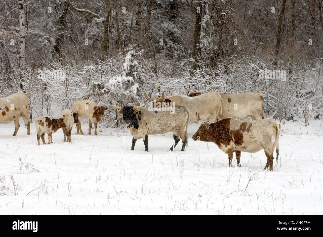 Heard of longhorn cattle in pasture near snow covered treeline during ...