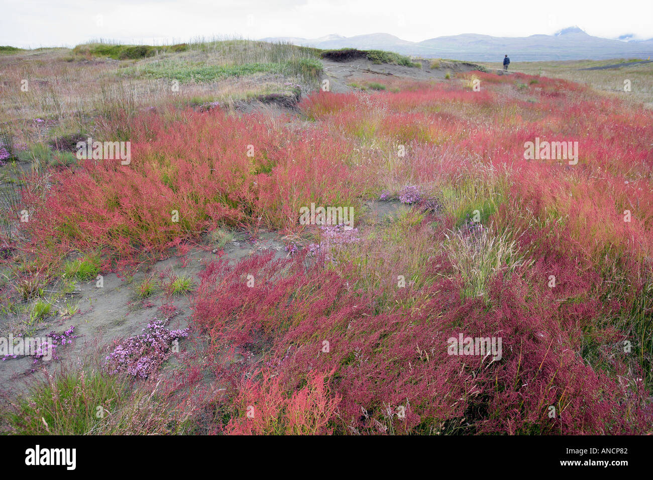 Sheep s Sorrel Rumex acetosella Common Sorrel dark red Rumex acetosa ...