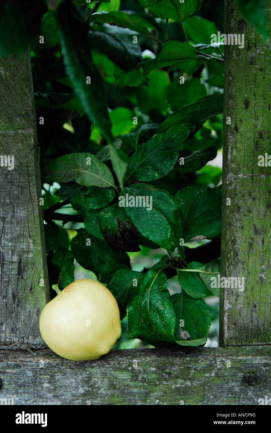 Johnny apple seed hi-res stock photography and images - Alamy