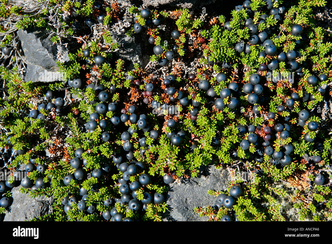 Empetrum Nigrum Stock Photos & Empetrum Nigrum Stock Images - Alamy