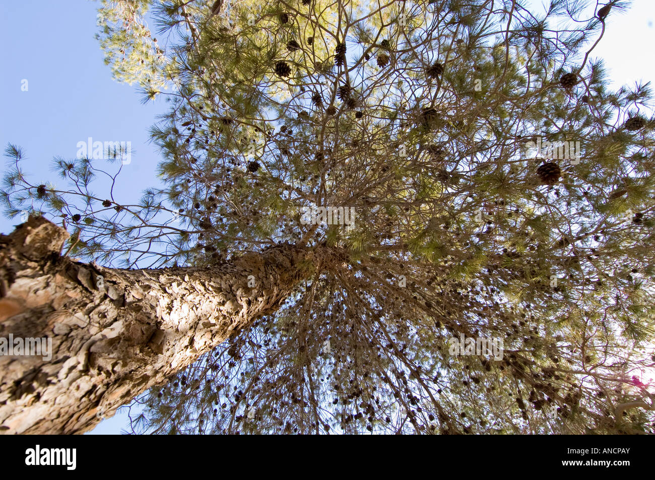 Pinus halepensis hi-res stock photography and images - Alamy