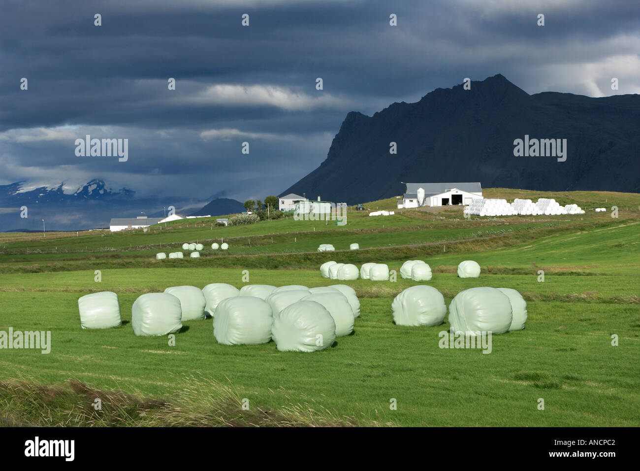 Hay Harvested and Wrapped for Moisture Control and Fermentation ...