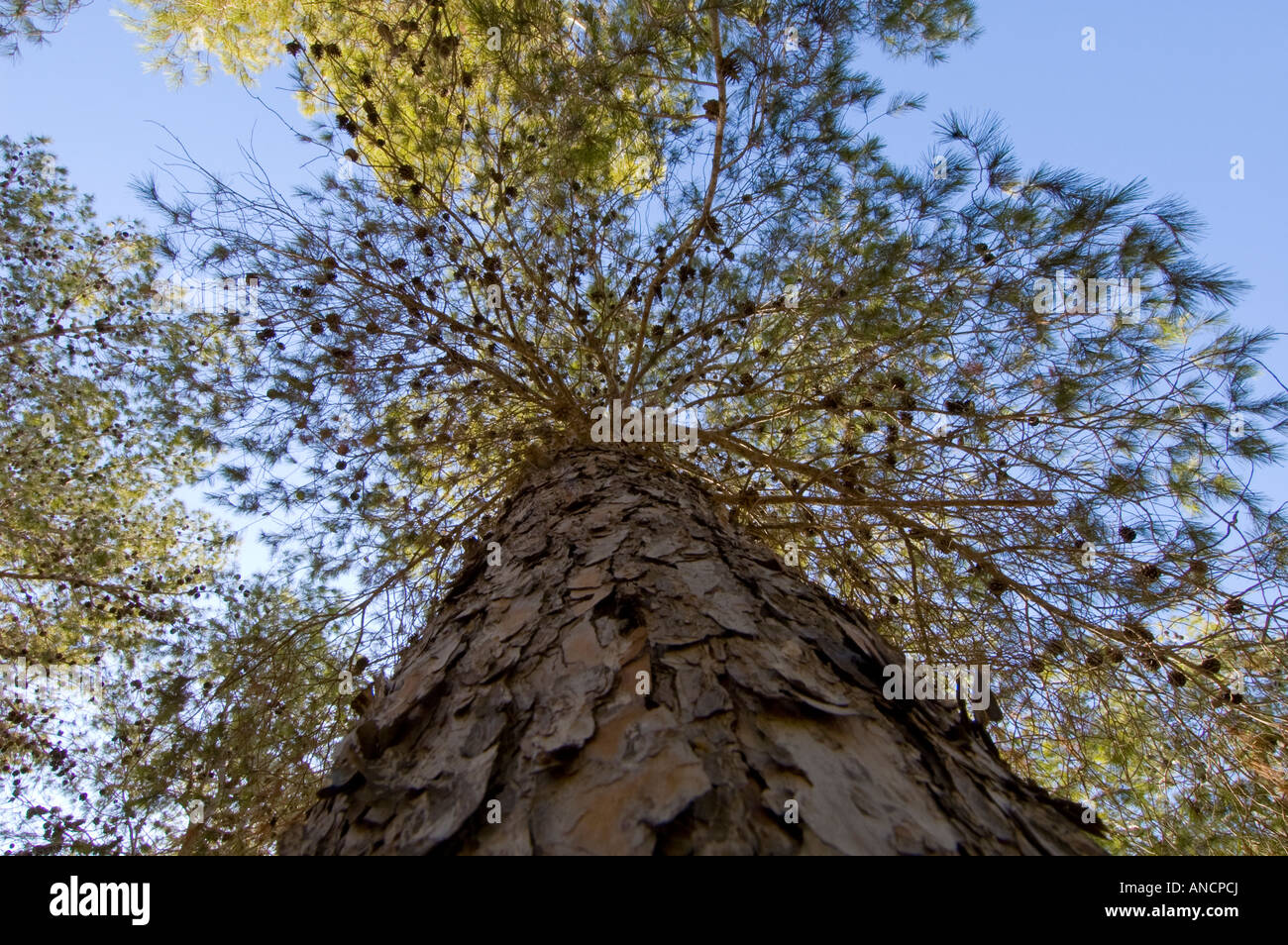 Pinus halepensis hi-res stock photography and images - Alamy
