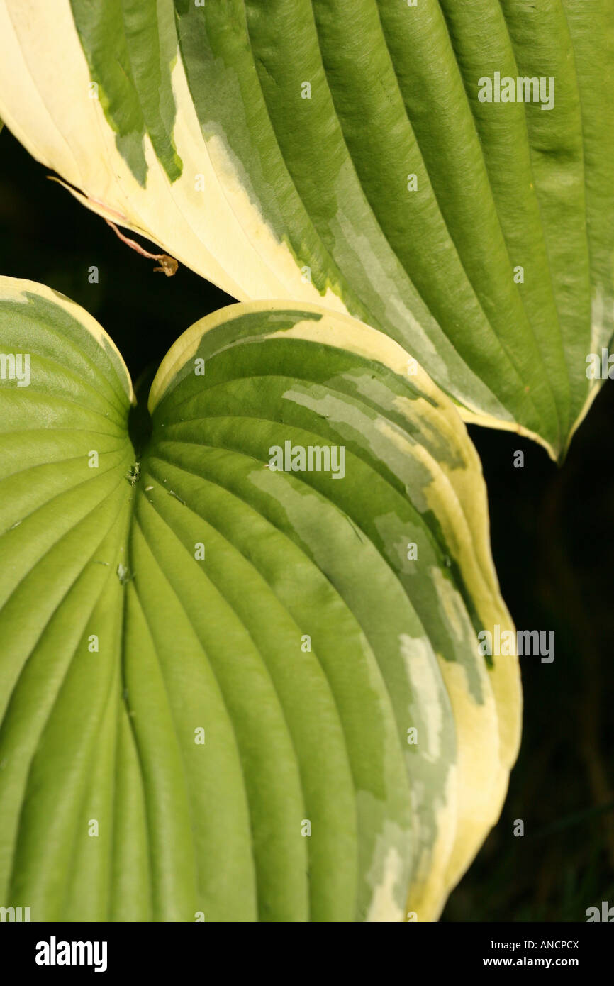 Hosta leaves isolated nobody close up vertical on black background from ...