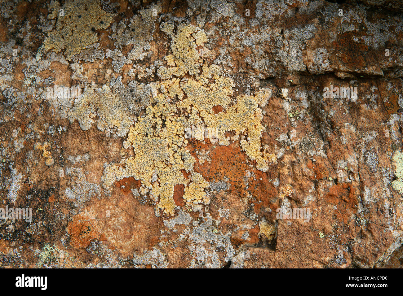 Primitive organisms hi-res stock photography and images - Alamy