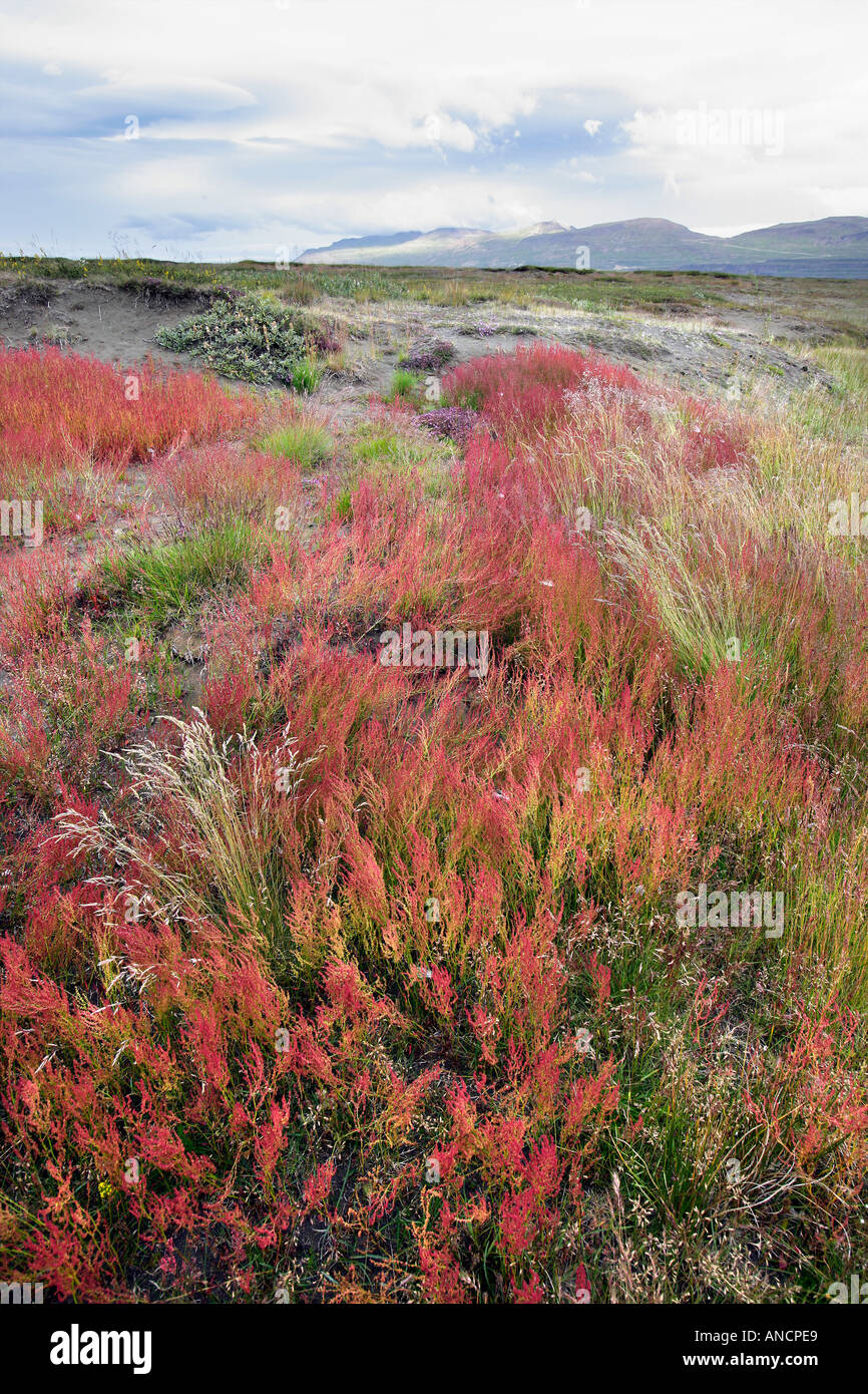 Sheep Sorrel Rumex acetosella Iceland Stock Photo - Alamy