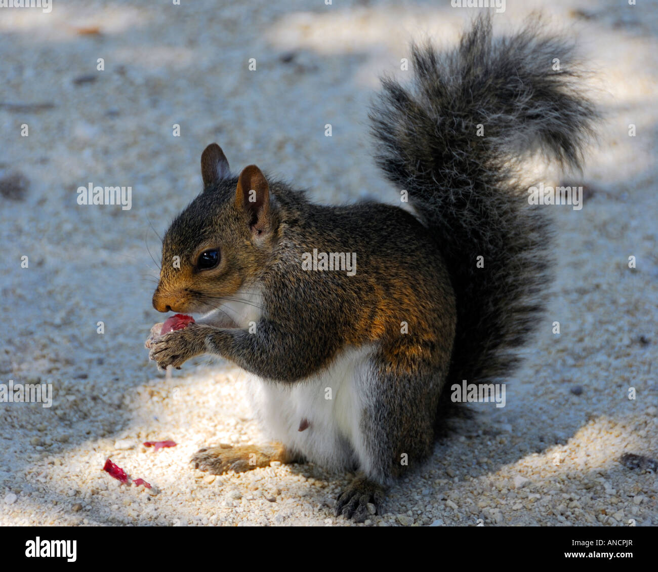A wild squirrel enjoys food in the John Pennecamp Coral Reef State Park ...