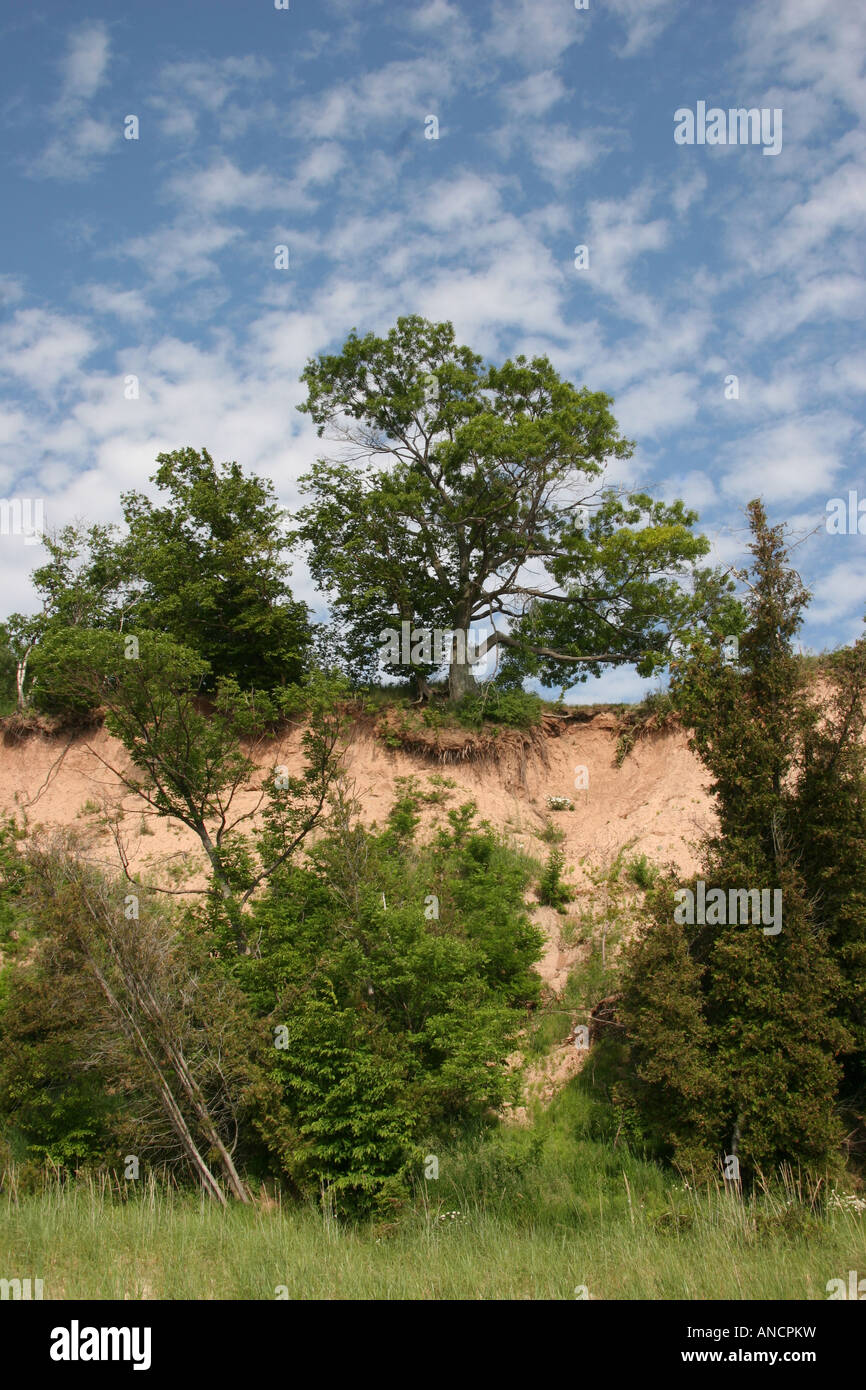 tree blue sky Michigan USA clouds falling scarp slope nature landscape ...