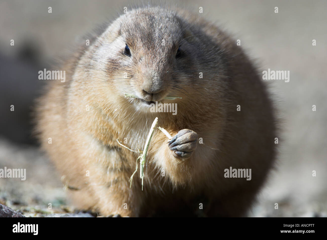 Black-tailed prairie dog (Cynomys ludovicianus) eating Stock Photo - Alamy