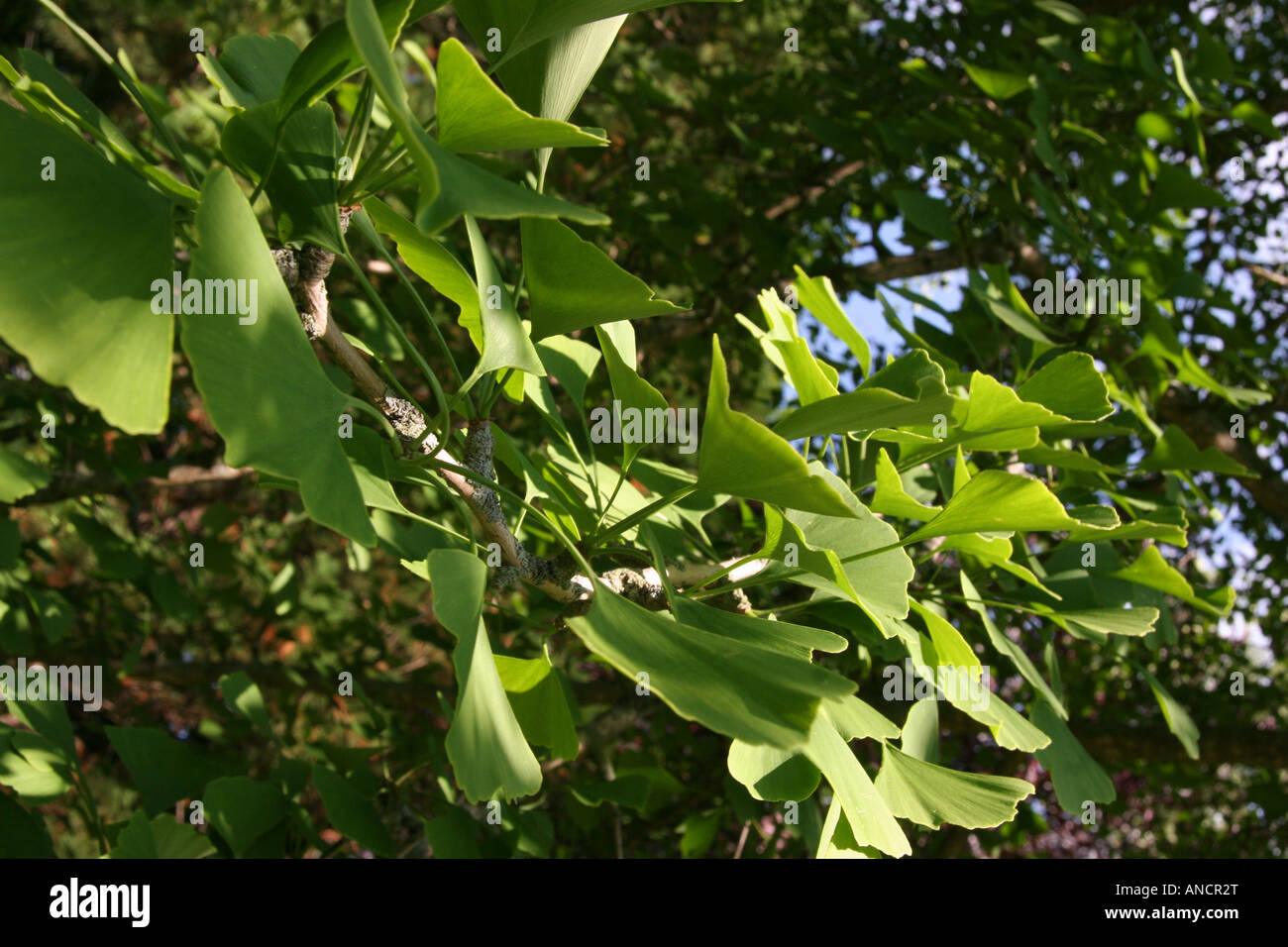 Leaves of tree Ginkgo biloba close up closeup nobody in park USA low ...