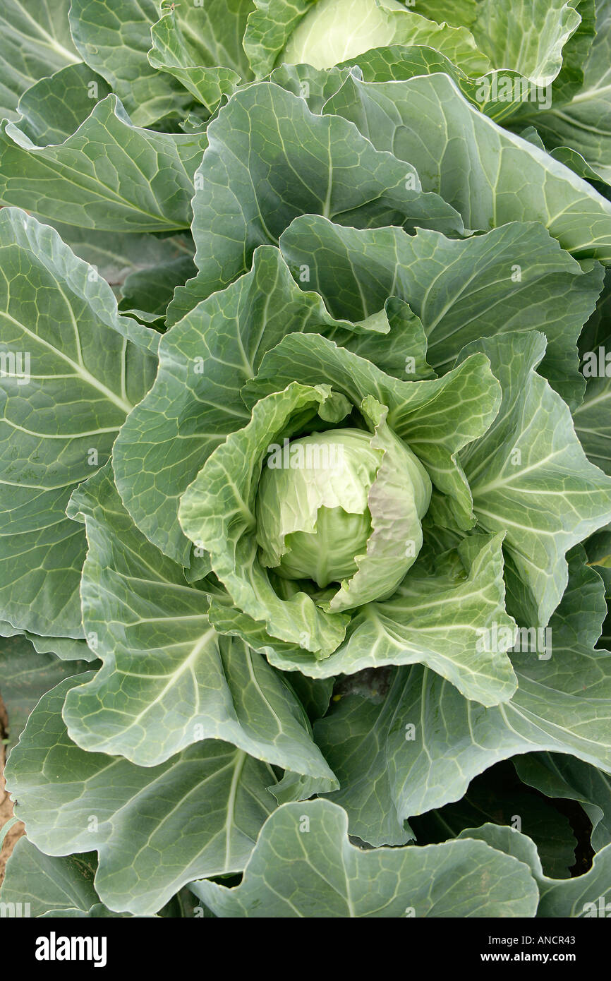 Cabbage grower hi-res stock photography and images - Alamy
