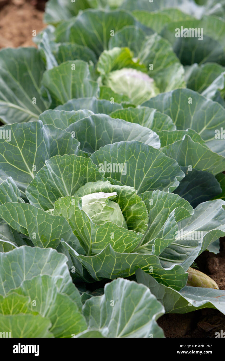 Cole crop hi-res stock photography and images - Alamy