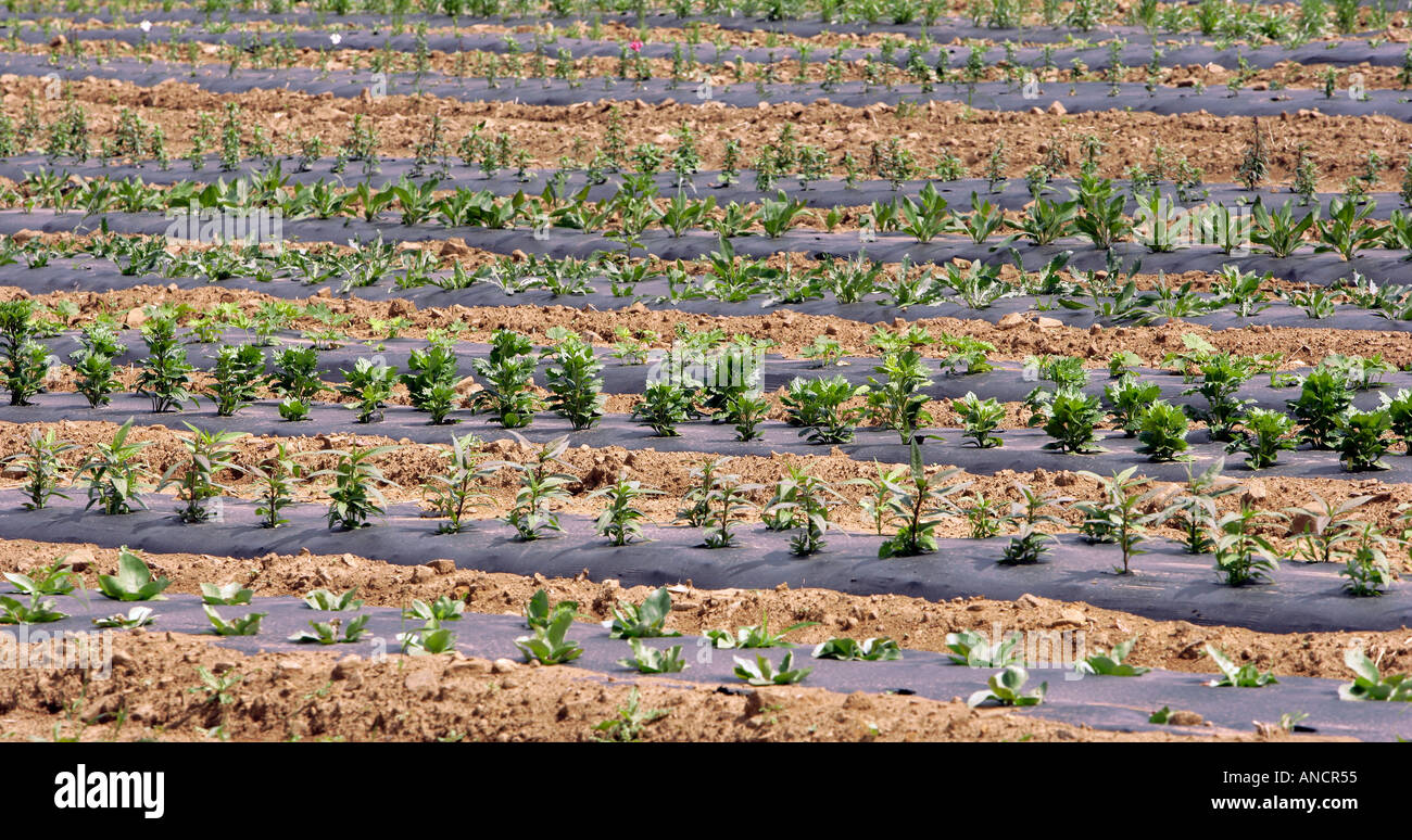 Crops Grown with Weed Barrier Stock Photo - Alamy