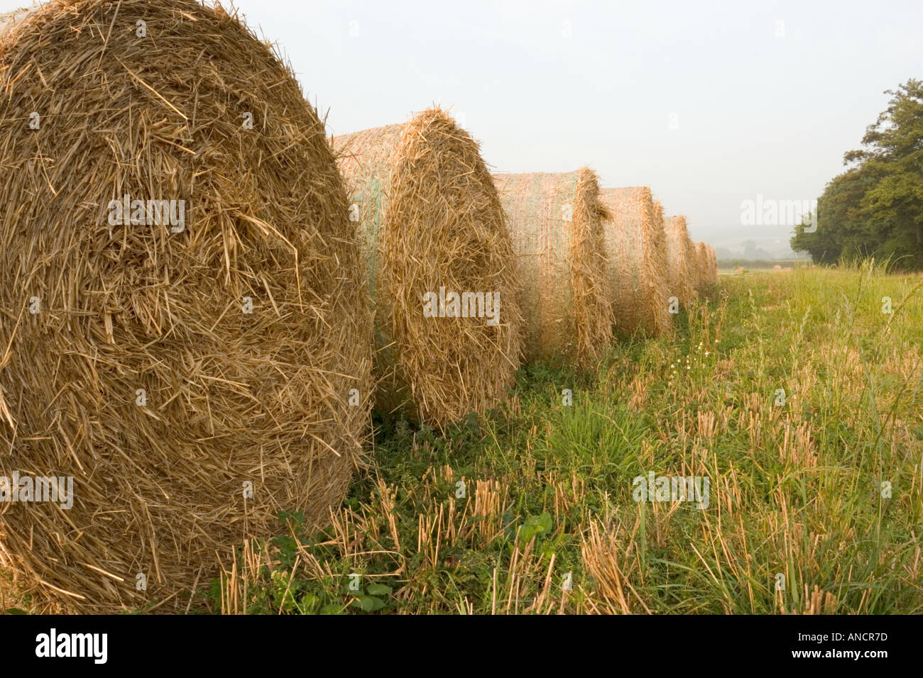 Straw bales somerset hi-res stock photography and images - Alamy