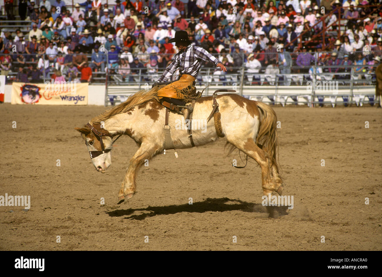 Tucson Rodeo Bronco Rider Stock Photo - Alamy