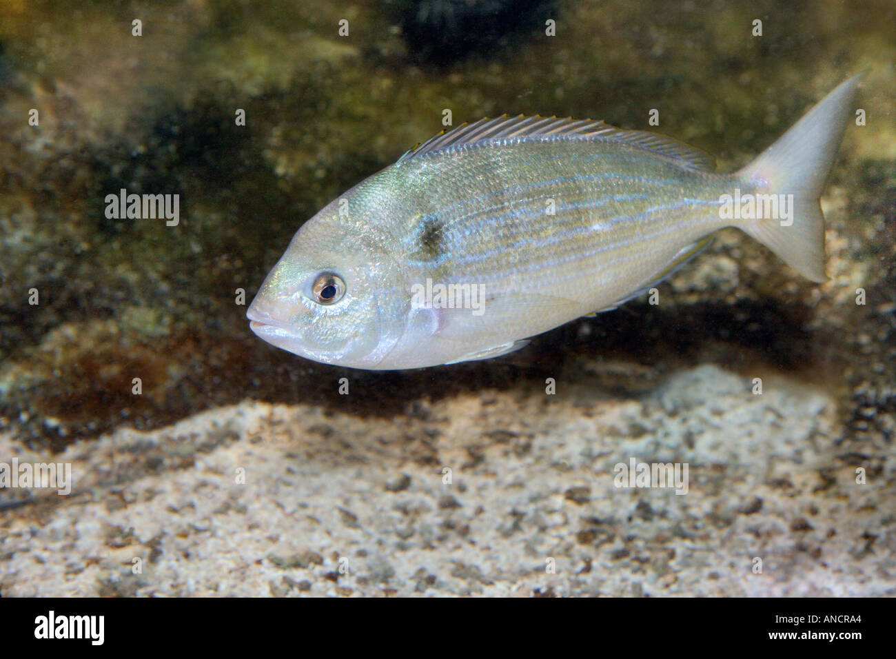 Stenotomus Chrysops High Resolution Stock Photography and Images - Alamy